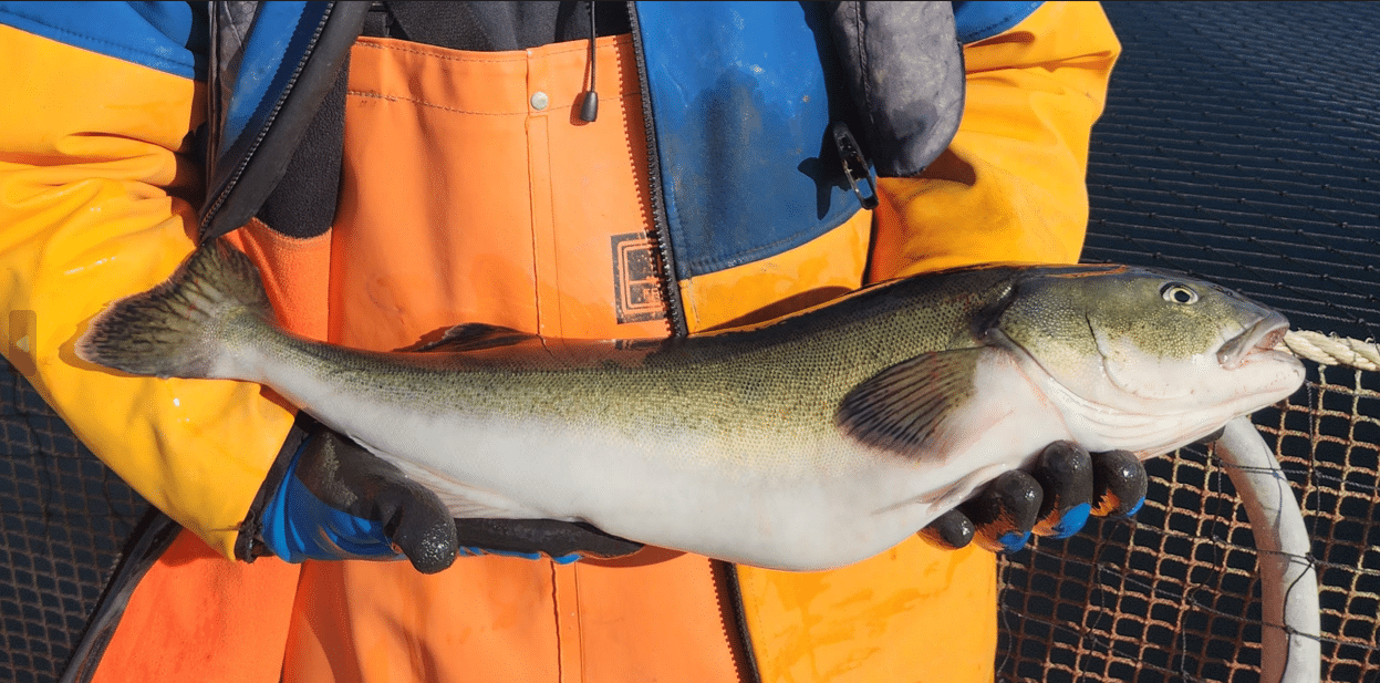 Jamestown Seafood – Pacific Northwest Oysters and Wholesale